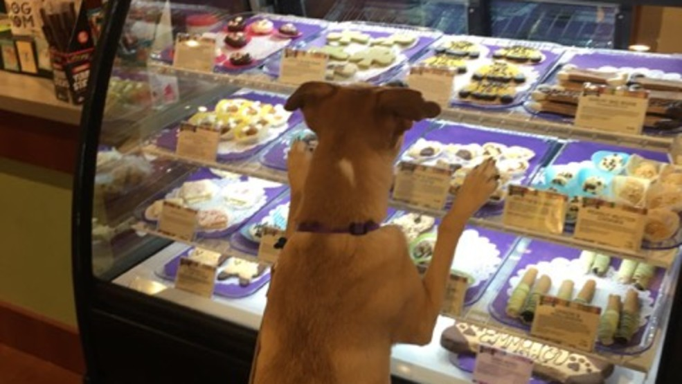 Bakery – Bow Wow & Meow Bakery & Boutique